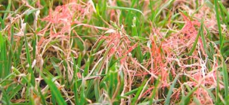 What is that Red Grass in my Lawn? - PureLawn - Cincinnati & Dayton ...